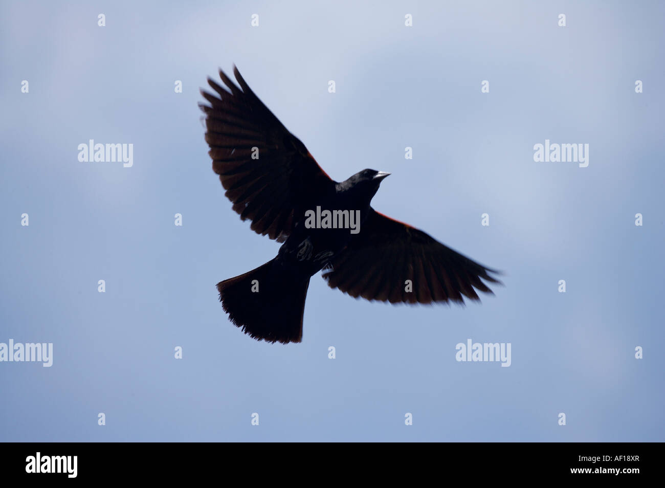 Red winged Blackbird in flight Stock Photo - Alamy