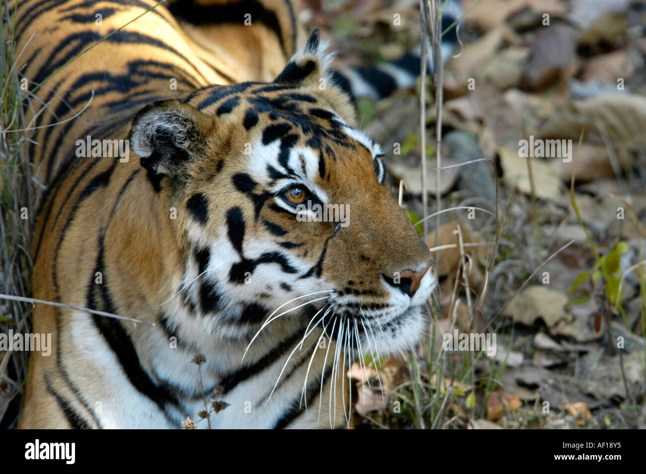 ROYAL BENGAL TIGER IN KANHA NATIONAL PARK, MADHYA PRADESH Stock Photo ...