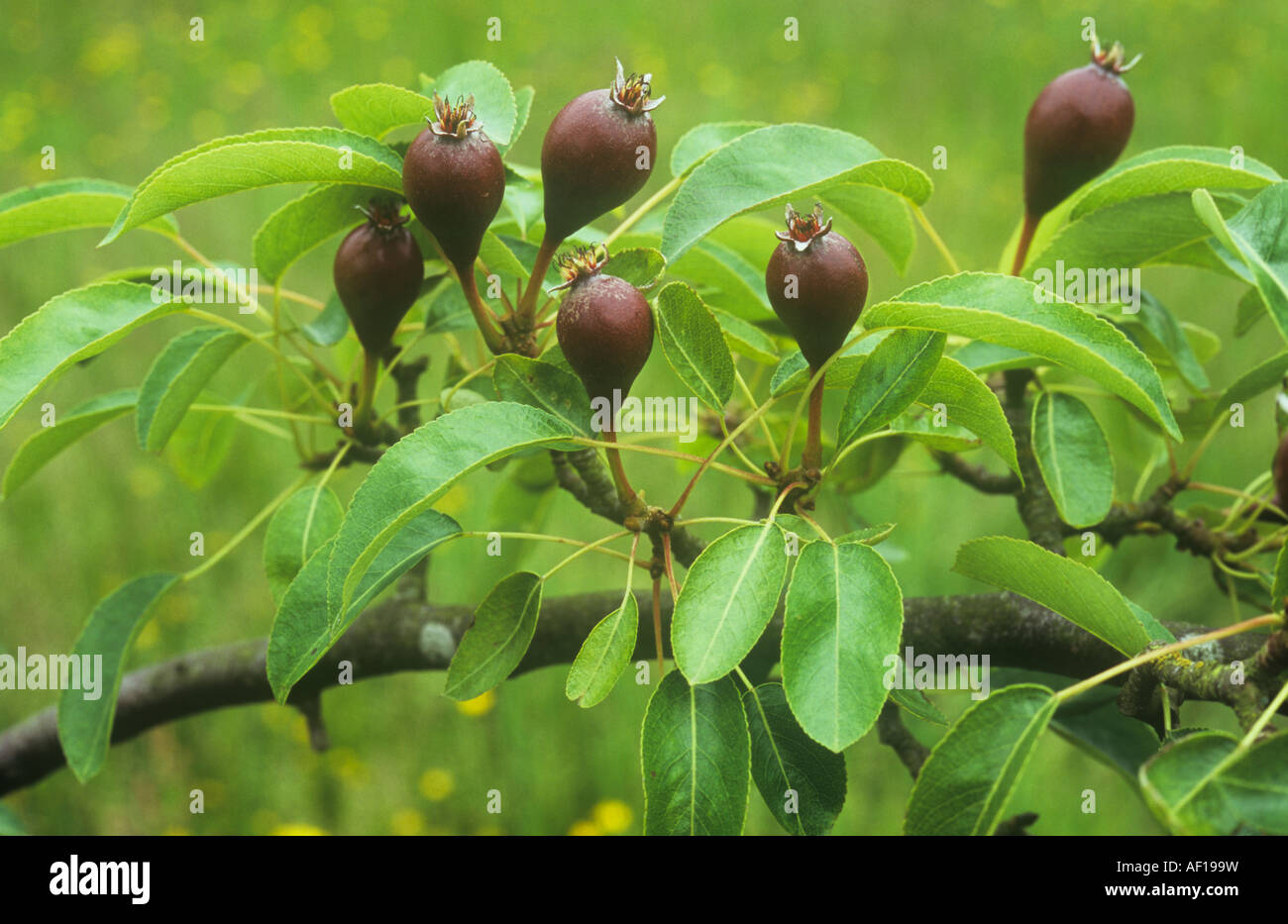 Pyrus communis hi-res stock photography and images - Alamy
