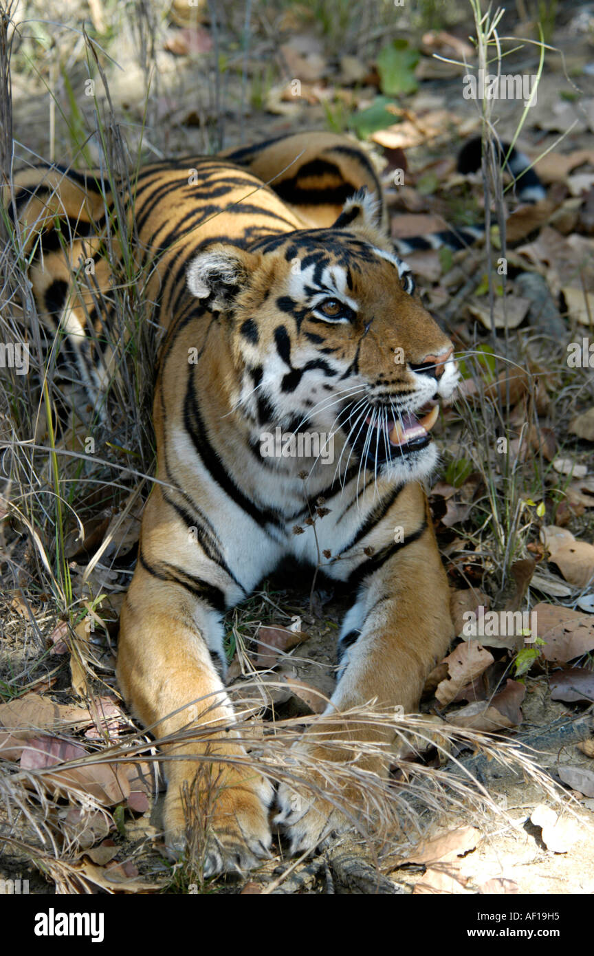 ROYAL BENGAL TIGER IN KANHA NATIONAL PARK, MADHYA PRADESH Stock Photo ...