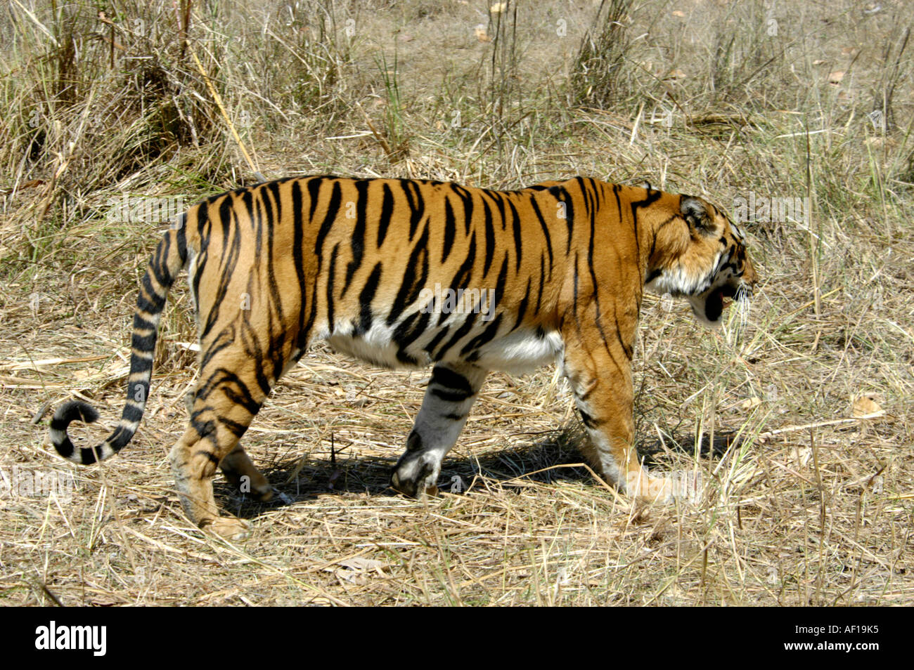 ROYAL BENGAL TIGER IN KANHA NATIONAL PARK, MADHYA PRADESH Stock Photo ...