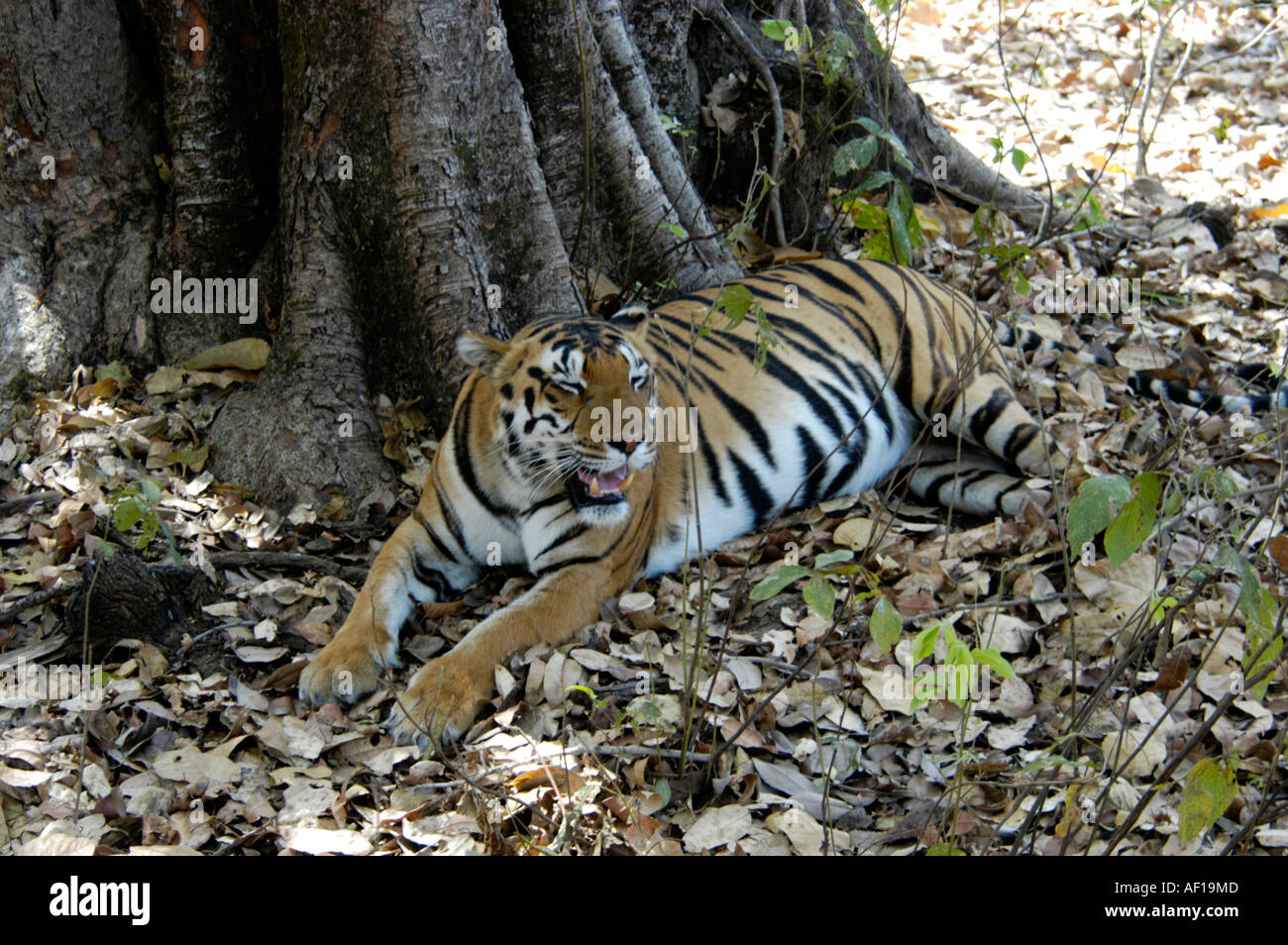 ROYAL BENGAL TIGER IN KANHA NATIONAL PARK, MADHYA PRADESH Stock Photo ...