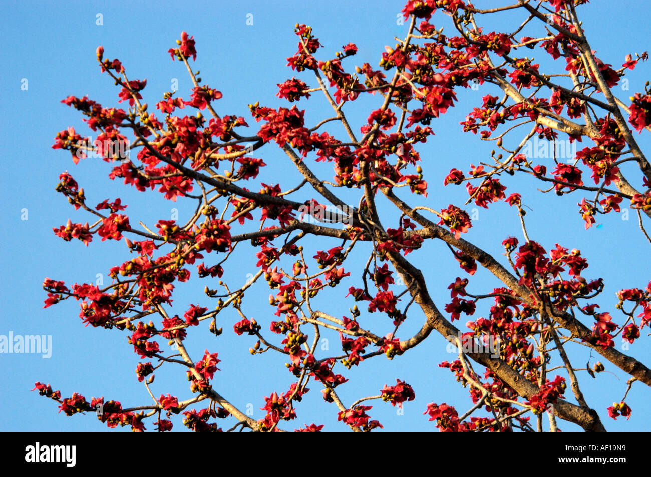 Palash flowers hi-res stock photography and images - Alamy