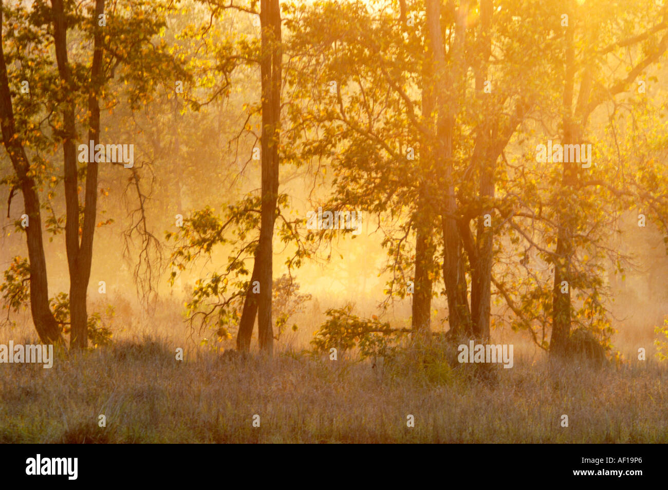 Kanha landscape hi-res stock photography and images - Alamy