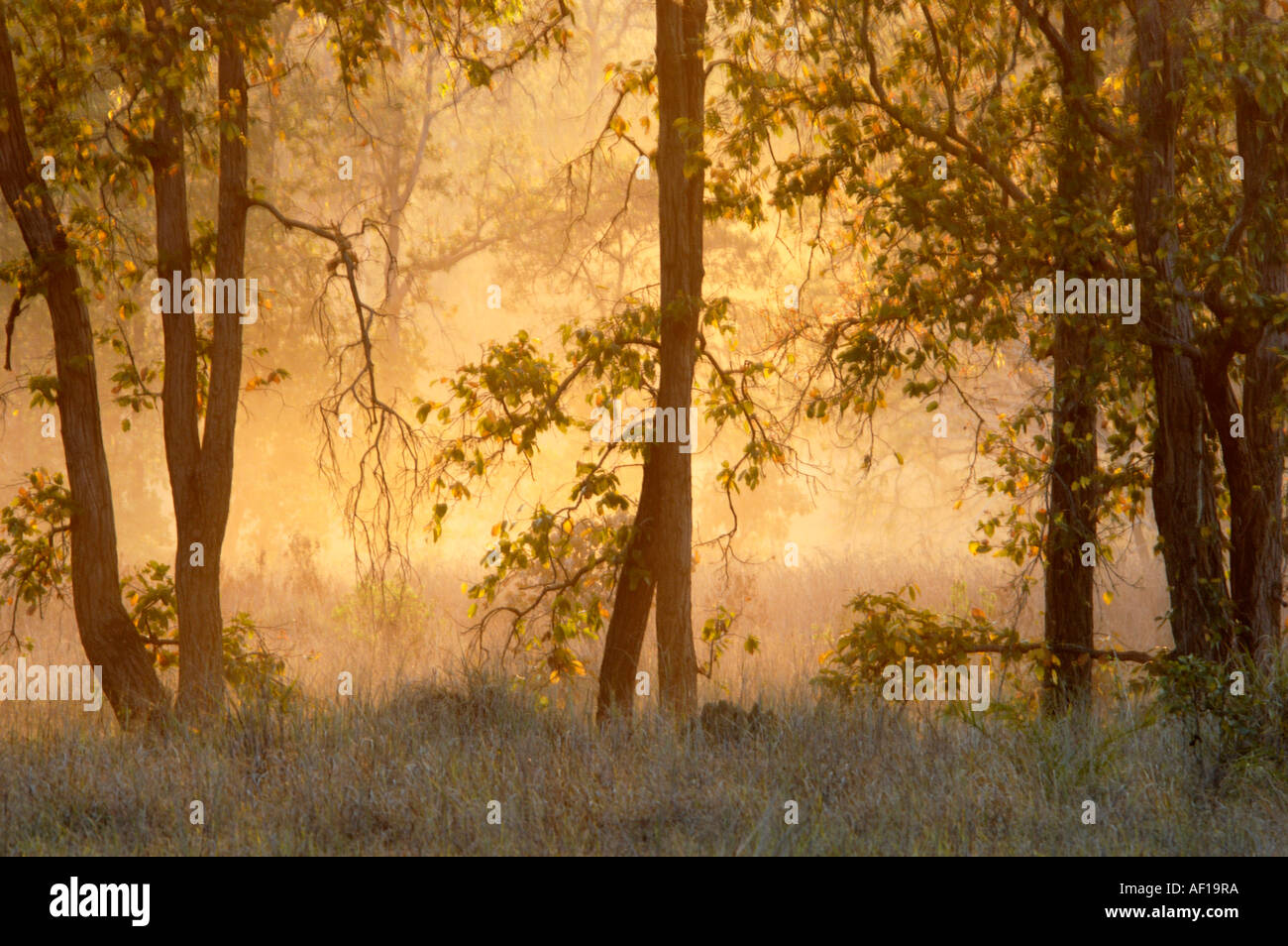 Kanha landscape hi-res stock photography and images - Alamy