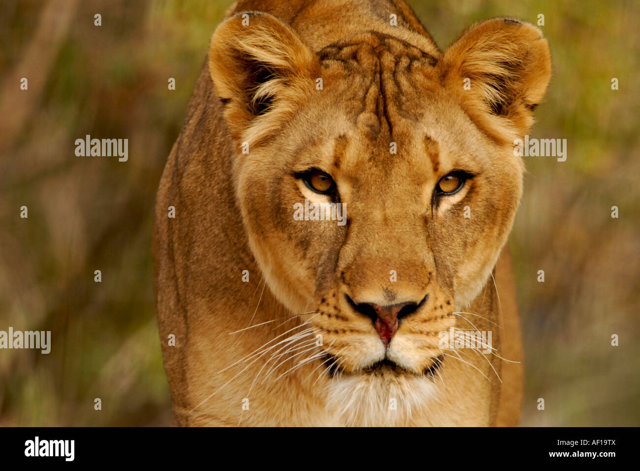A lionness at the Phoenix Zoo, Phoenix, AZ Stock Photo - Alamy