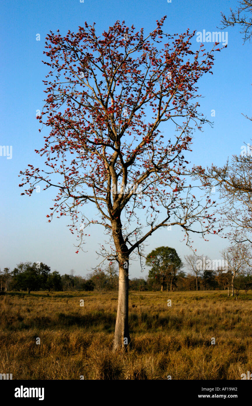 FLAME OF THE FOREST, KANHA, MADHYA PRADESH Stock Photo - Alamy