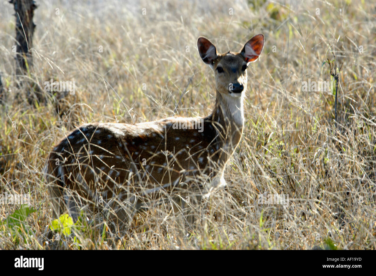 SPOTTED DEER DOE, KANHA NATIONAL PARK, MADHYA PRADESH Stock Photo - Alamy