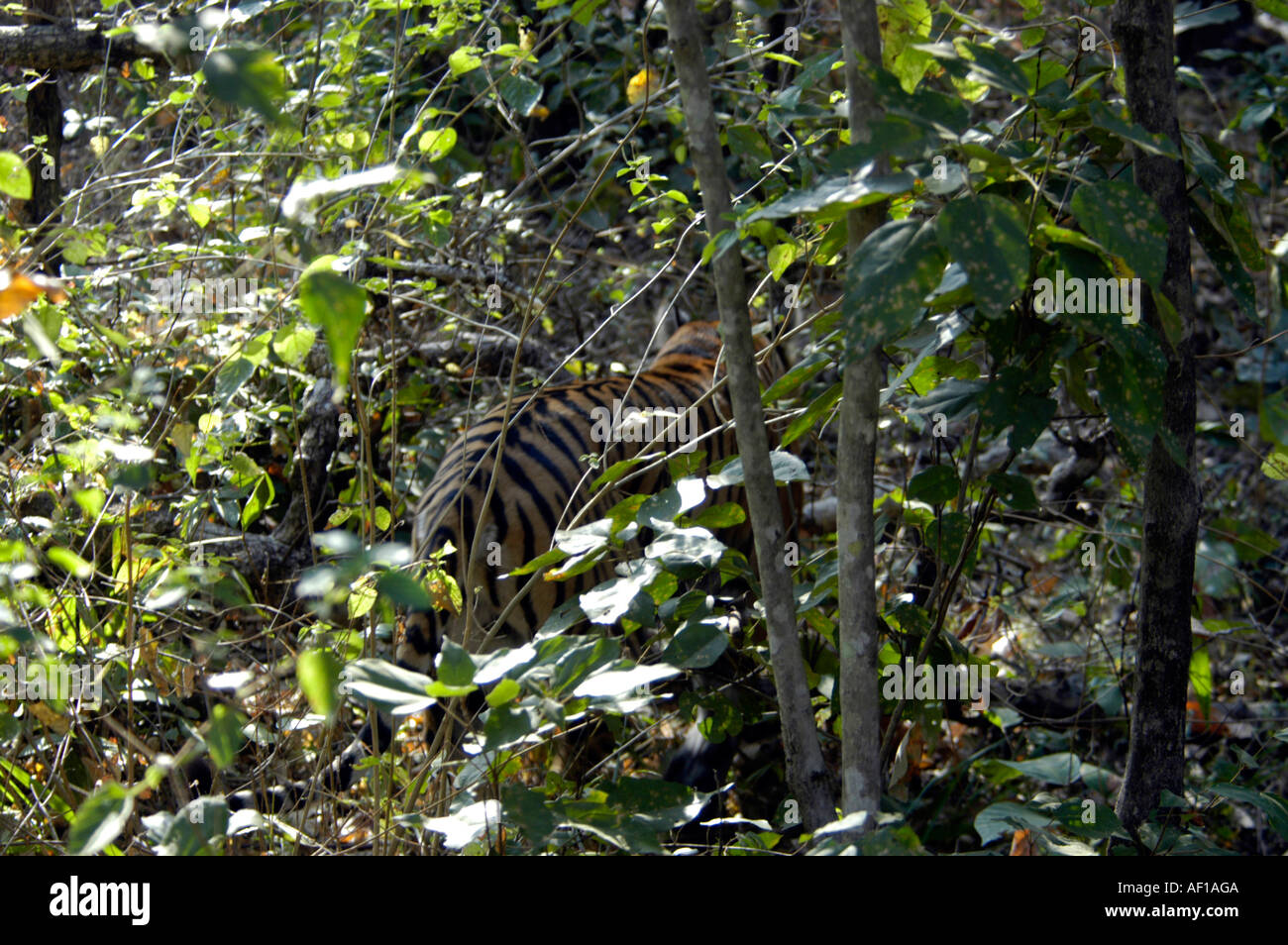ROYAL BENGAL TIGER IN KANHA NATIONAL PARK, MADHYA PRADESH Stock Photo ...