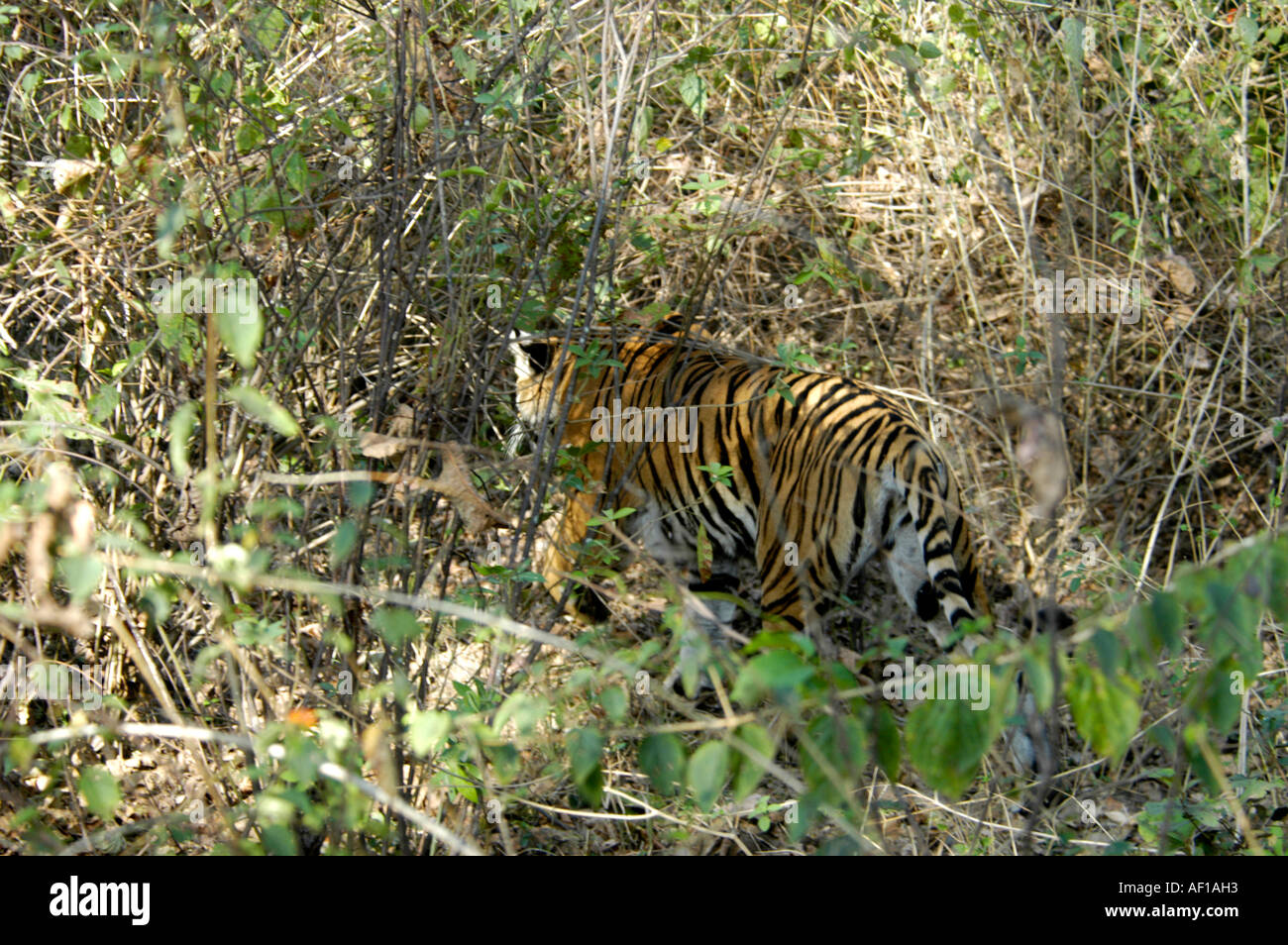 ROYAL BENGAL TIGER IN KANHA NATIONAL PARK, MADHYA PRADESH Stock Photo ...