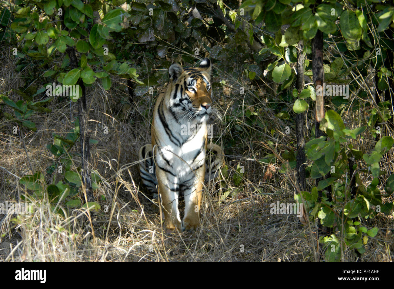 ROYAL BENGAL TIGER IN KANHA NATIONAL PARK, MADHYA PRADESH Stock Photo ...
