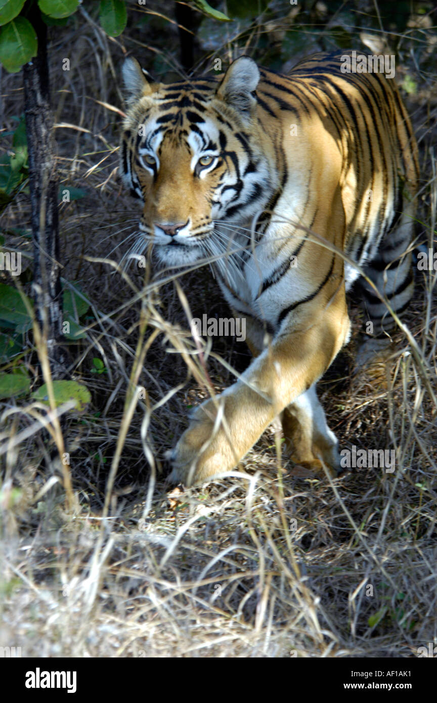 ROYAL BENGAL TIGER IN KANHA NATIONAL PARK, MADHYA PRADESH Stock Photo ...