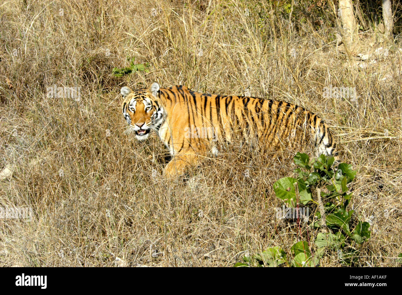 ROYAL BENGAL TIGER IN KANHA NATIONAL PARK, MADHYA PRADESH Stock Photo ...