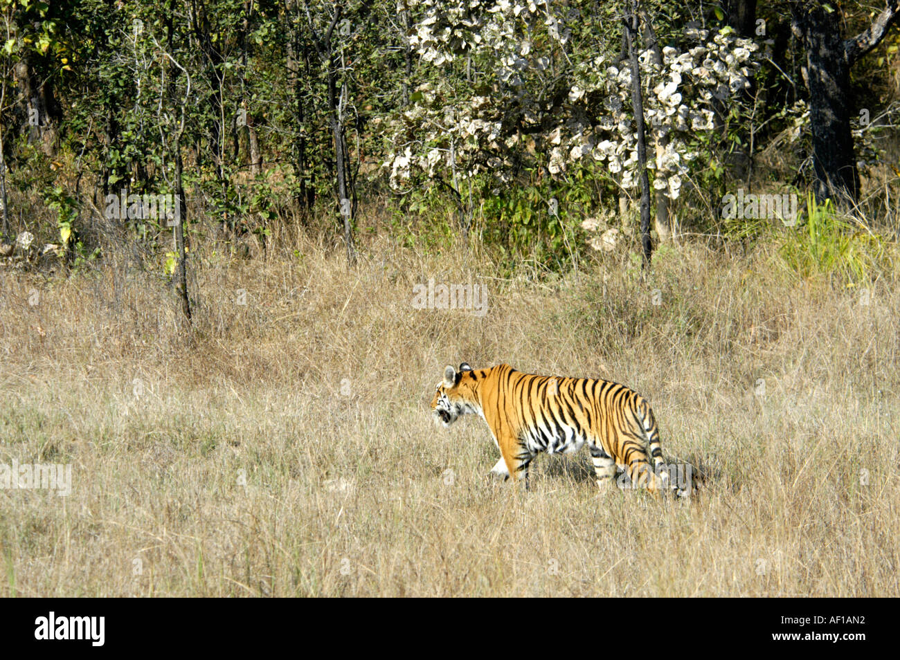 ROYAL BENGAL TIGER IN KANHA NATIONAL PARK, MADHYA PRADESH Stock Photo ...