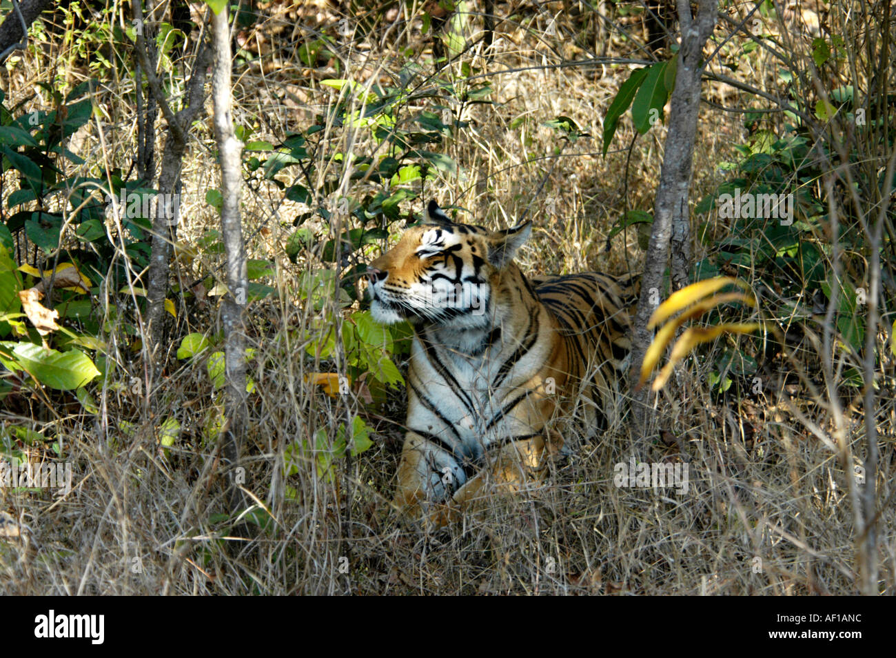 ROYAL BENGAL TIGER IN KANHA NATIONAL PARK, MADHYA PRADESH Stock Photo ...