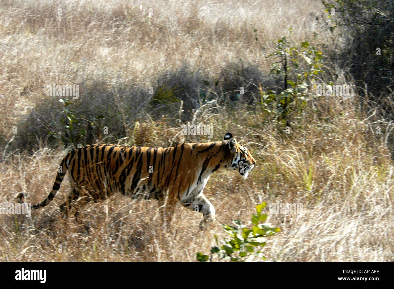 ROYAL BENGAL TIGER IN KANHA NATIONAL PARK, MADHYA PRADESH Stock Photo ...