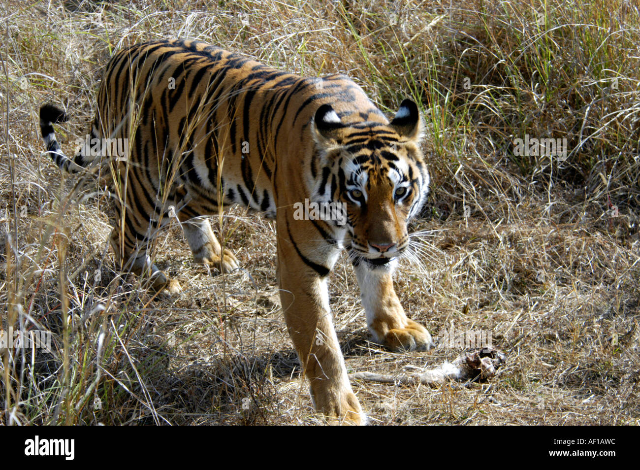 ROYAL BENGAL TIGER IN KANHA NATIONAL PARK, MADHYA PRADESH Stock Photo ...