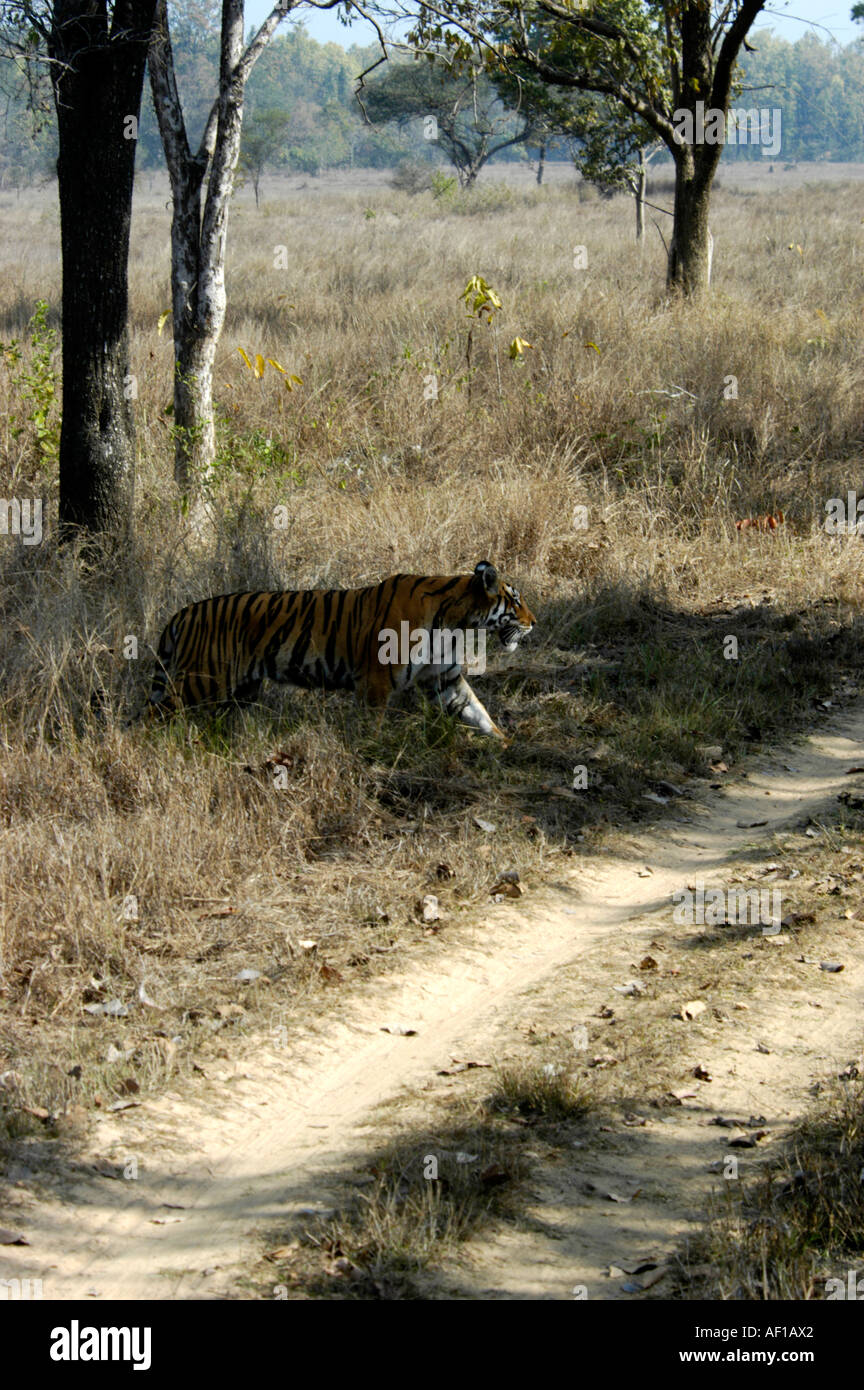 ROYAL BENGAL TIGER IN KANHA NATIONAL PARK, MADHYA PRADESH Stock Photo ...