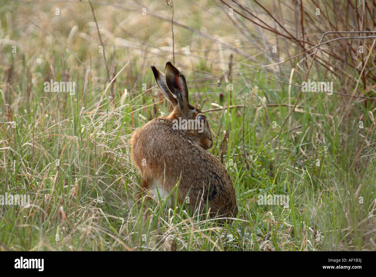 Hare scratching hi-res stock photography and images - Alamy