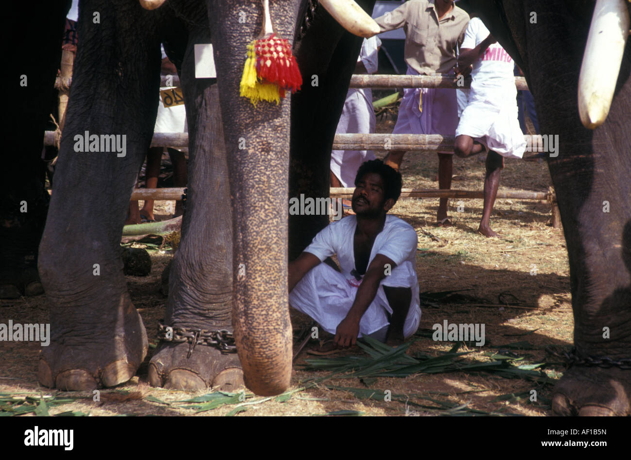 South India Kerala Local Caption Trichur Elephant Festival Stock Photo ...