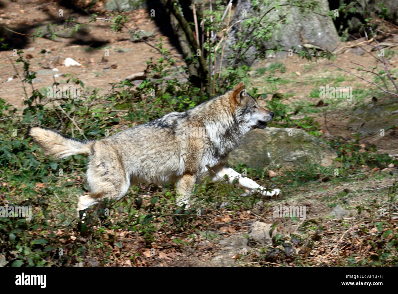 Grey wolf run europe hi-res stock photography and images - Alamy