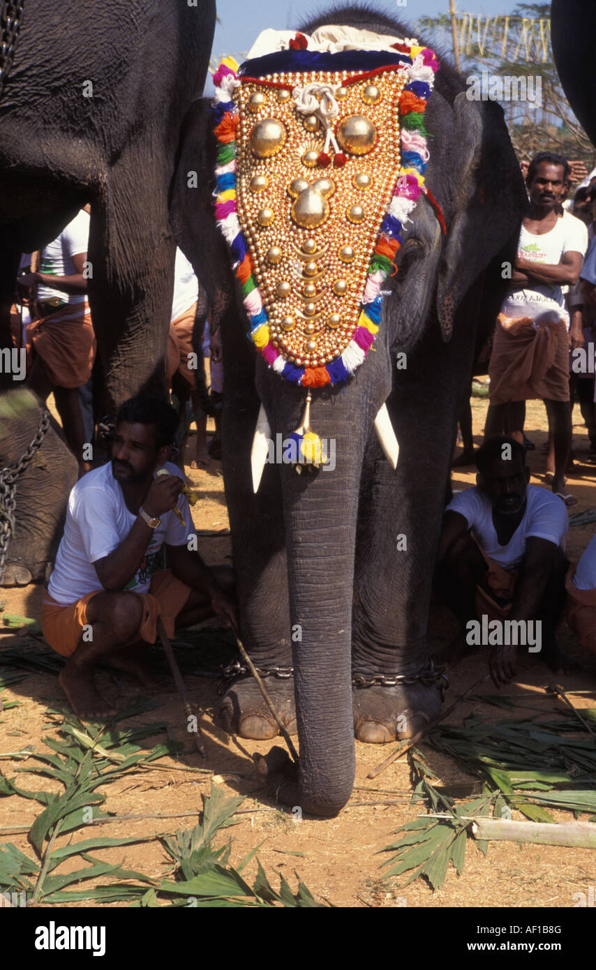 South India Kerala Local Caption Trichur Elephant Festival Stock Photo ...