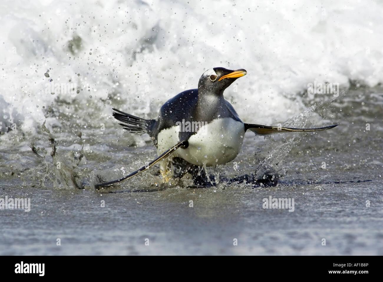 Running from waves run hi-res stock photography and images - Alamy