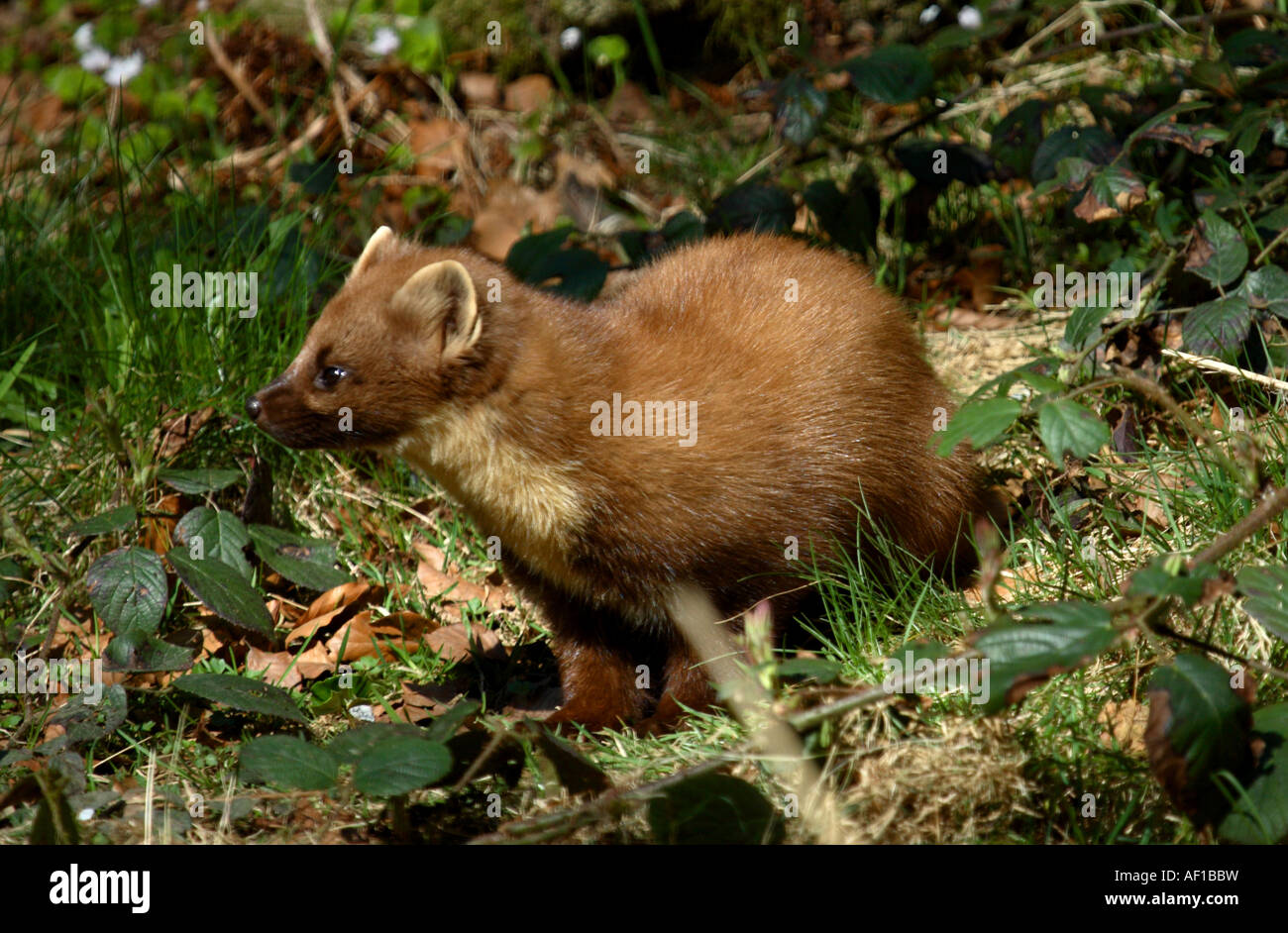Pine marten on the forest ground Stock Photo - Alamy