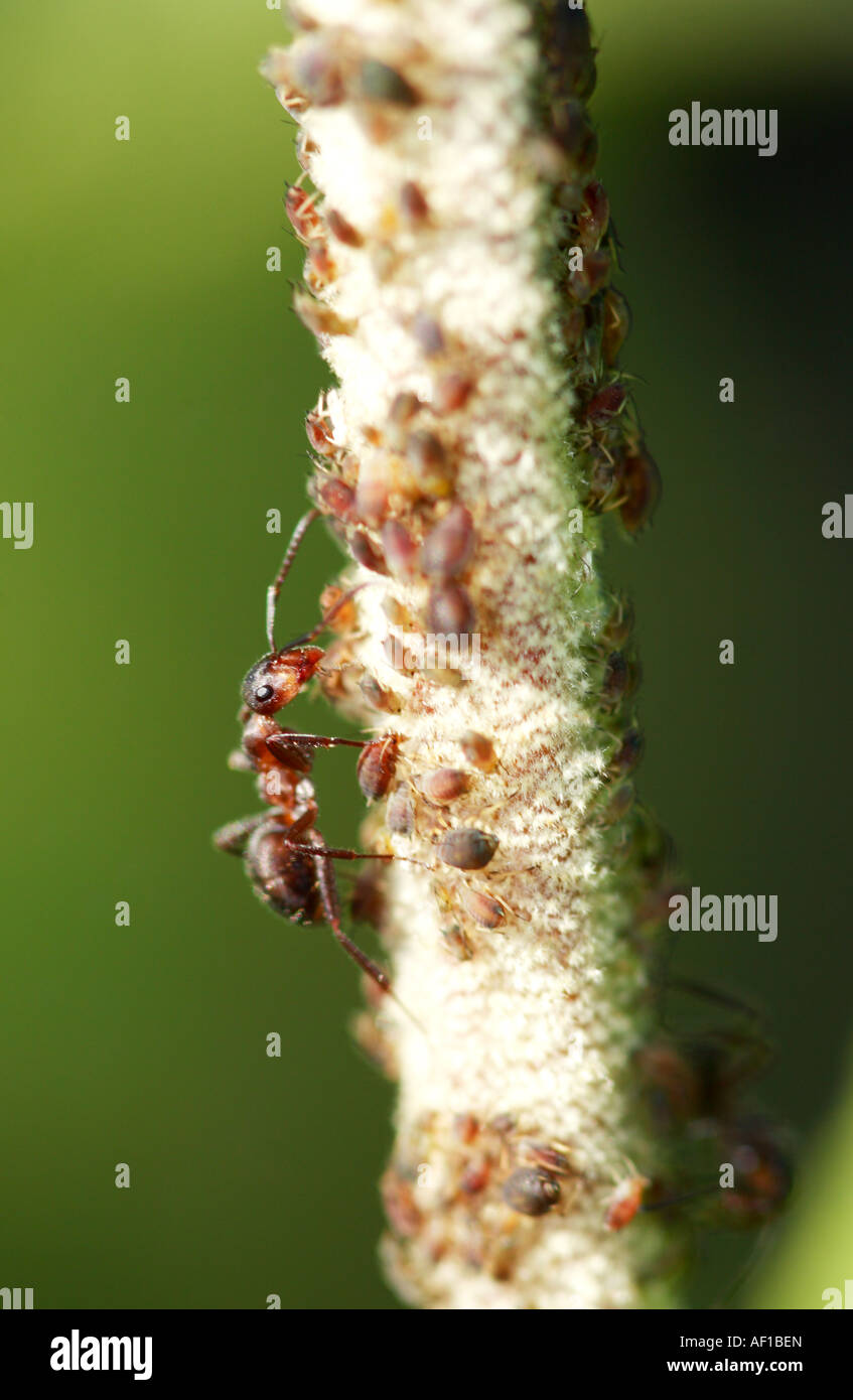 Ant symbiosis hi-res stock photography and images - Alamy