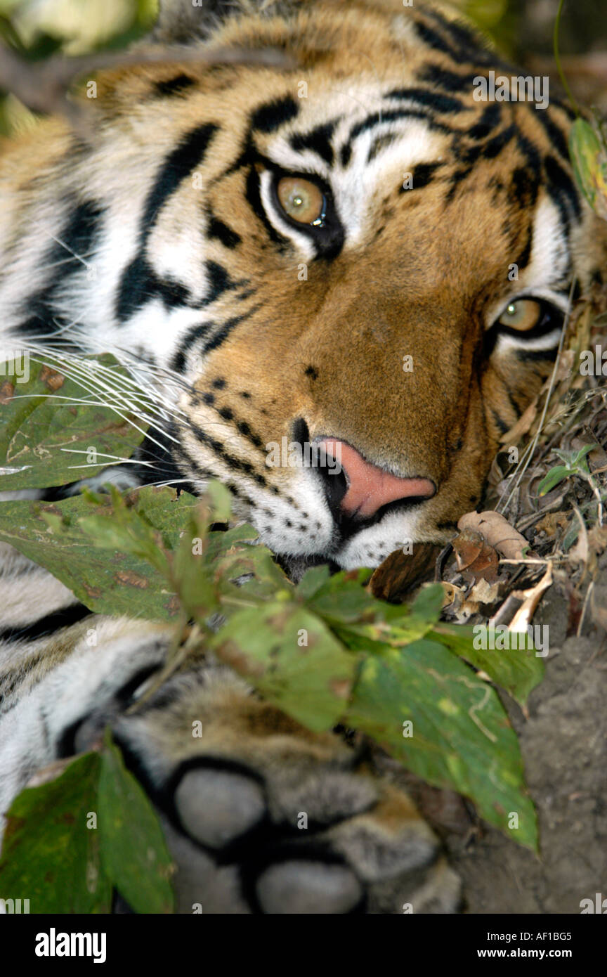 ROYAL BENGAL TIGER IN KANHA NATIONAL PARK, MADHYA PRADESH Stock Photo ...