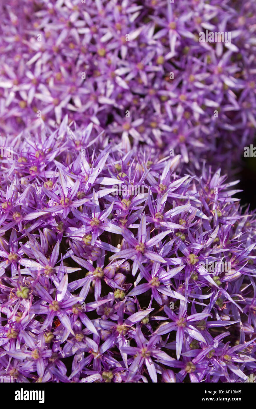 Setail hi-res stock photography and images - Alamy