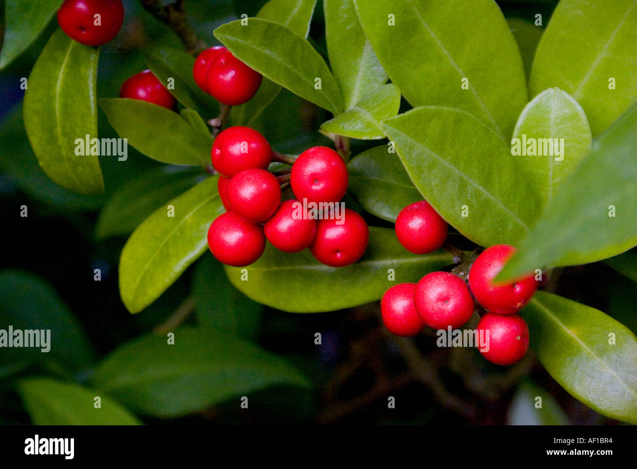 Cluster of Red berries Stock Photo - Alamy