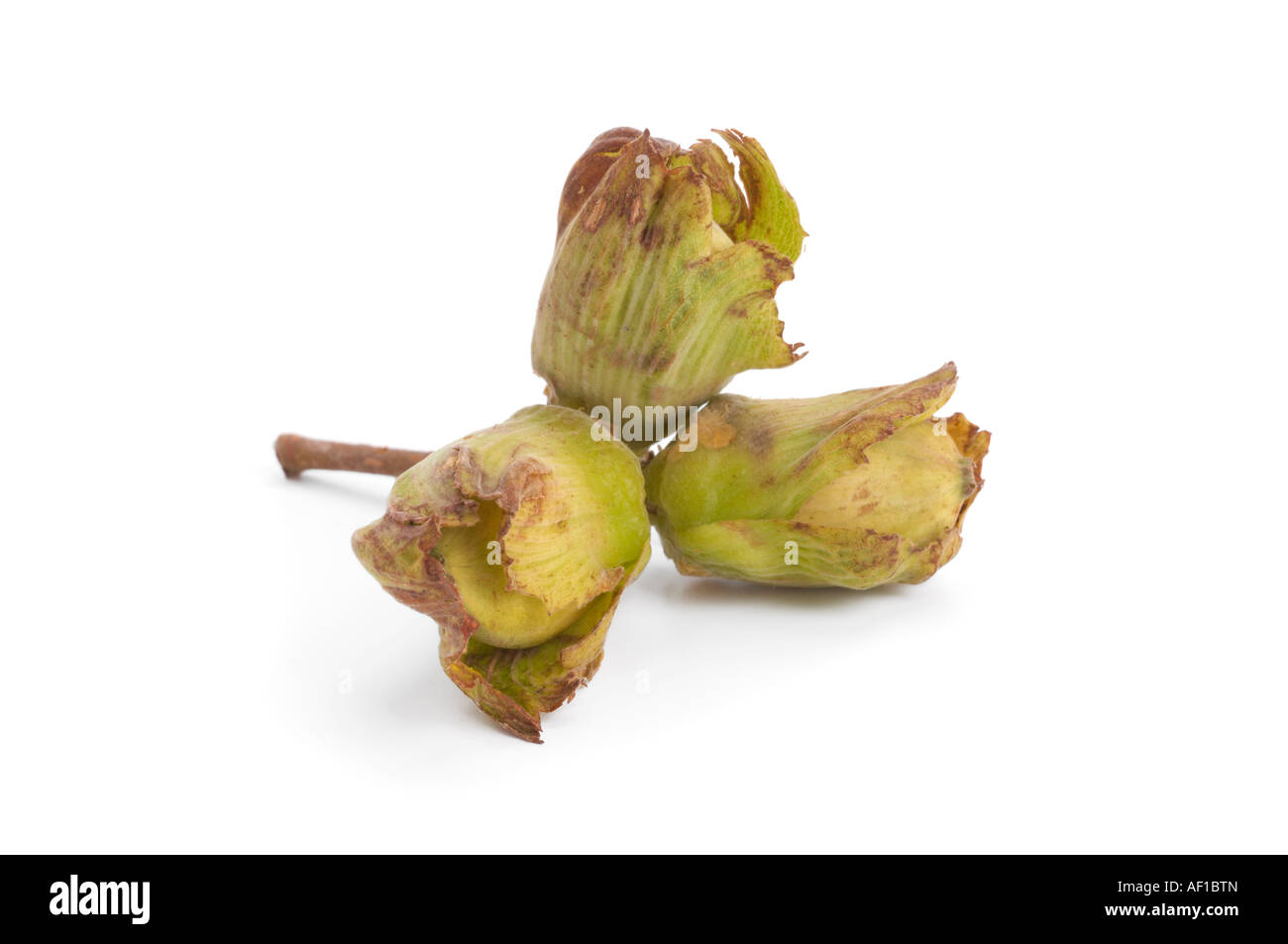 Hedgerow autumn Cut Out Stock Images & Pictures - Alamy