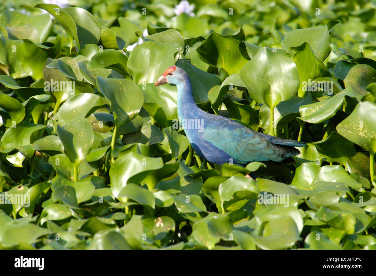 Indian moorhen hi-res stock photography and images - Alamy