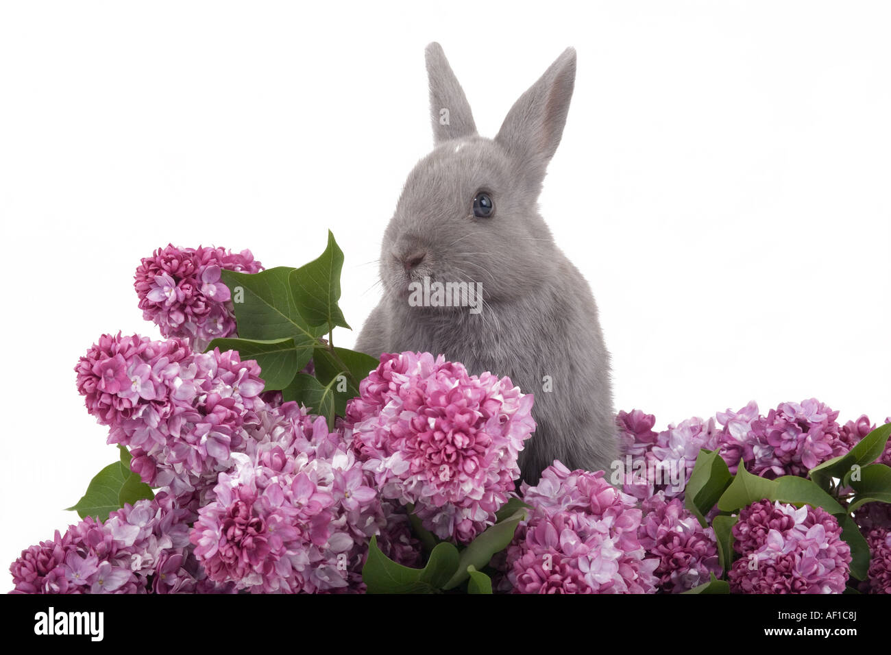 bunny among the purple lilac Stock Photo - Alamy