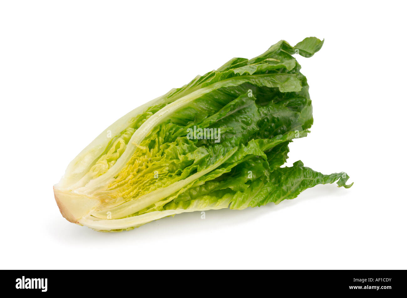 Romaine, or Cos, lettuce halved Stock Photo - Alamy