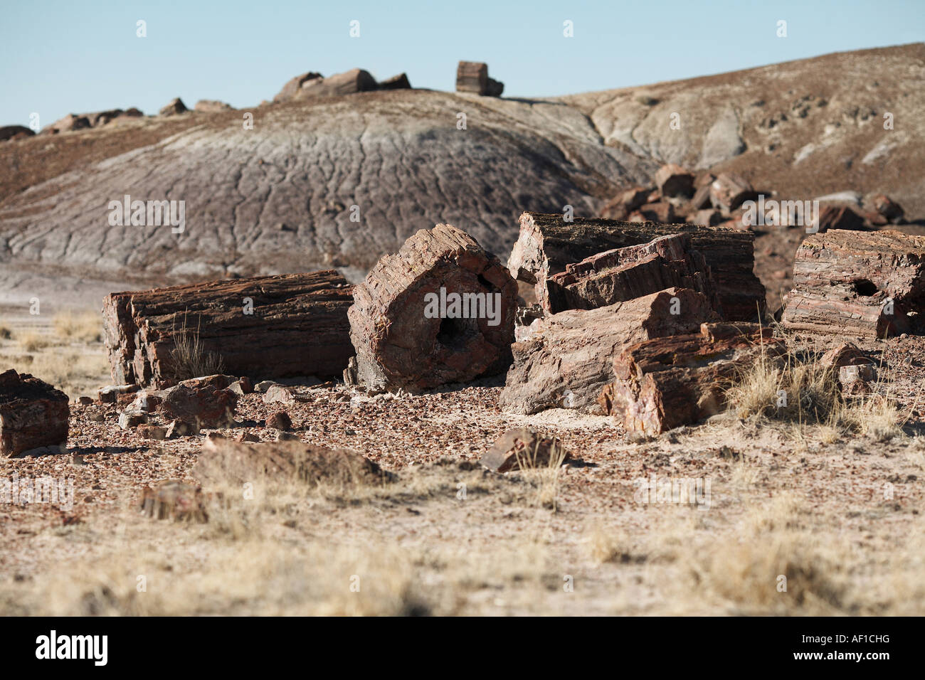 Large Collection of Petrified Trees at Petrified Forest National Park ...