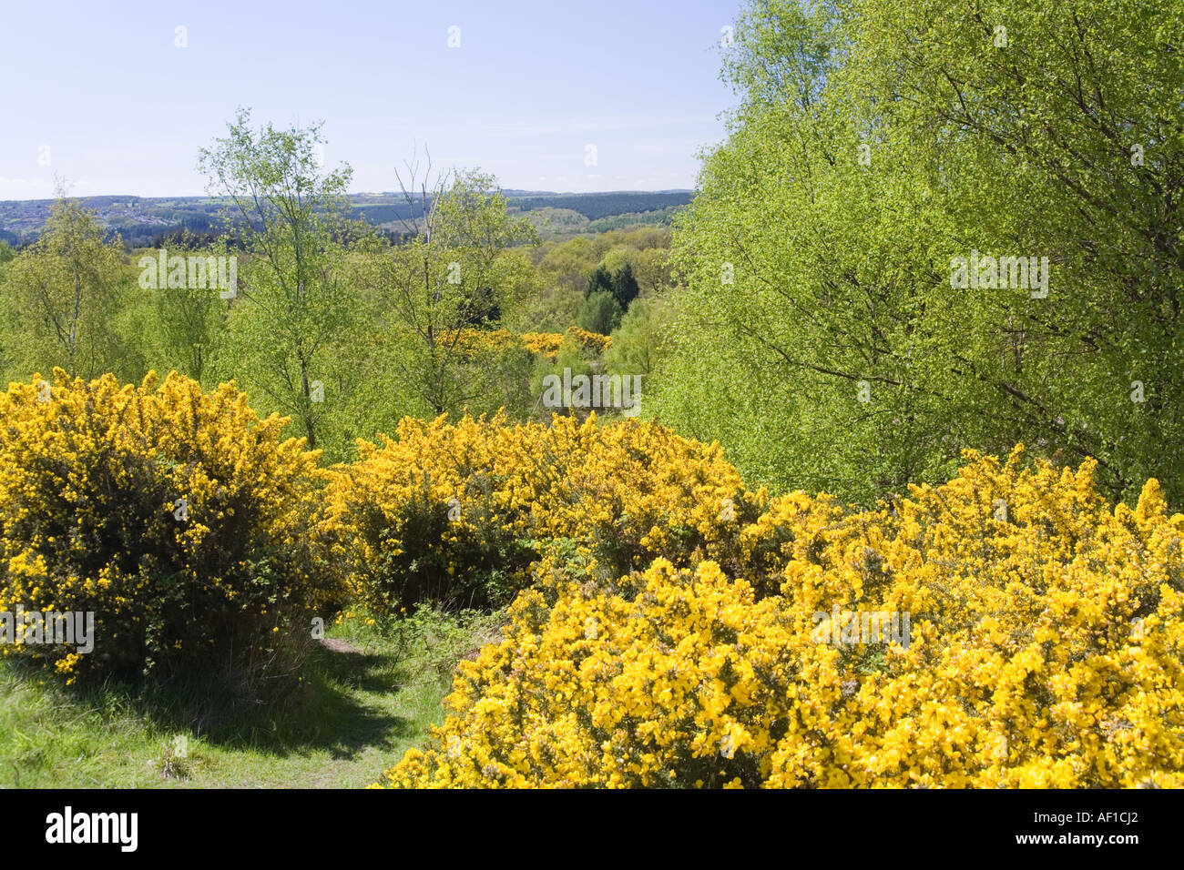 Looking out over the Forest of Dean from the viewpoint at New Fancy ...