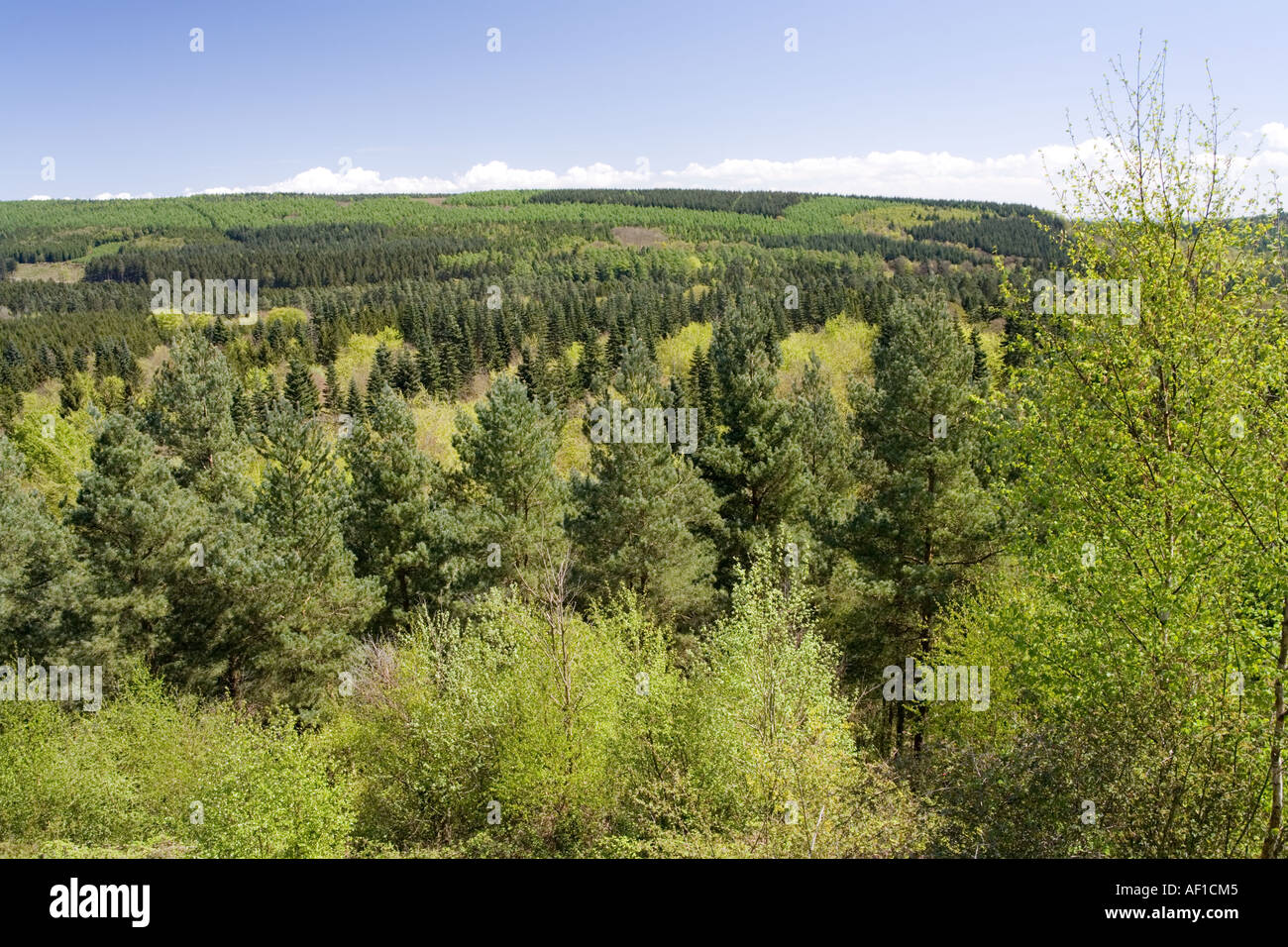 New fancy viewpoint forest dean hi-res stock photography and images - Alamy
