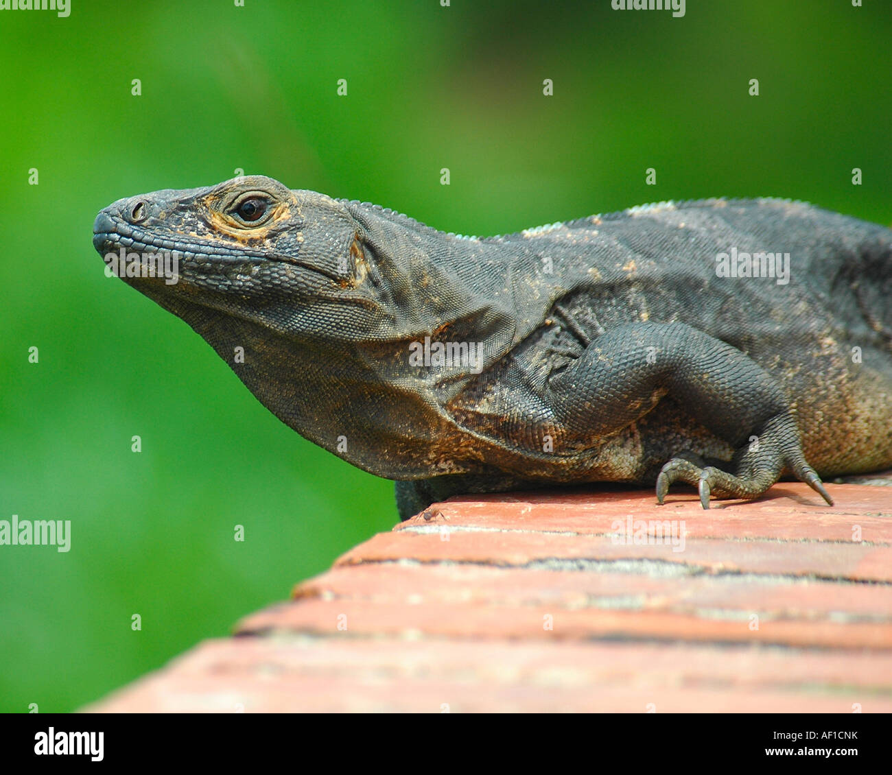 Iguana claws hi-res stock photography and images - Alamy