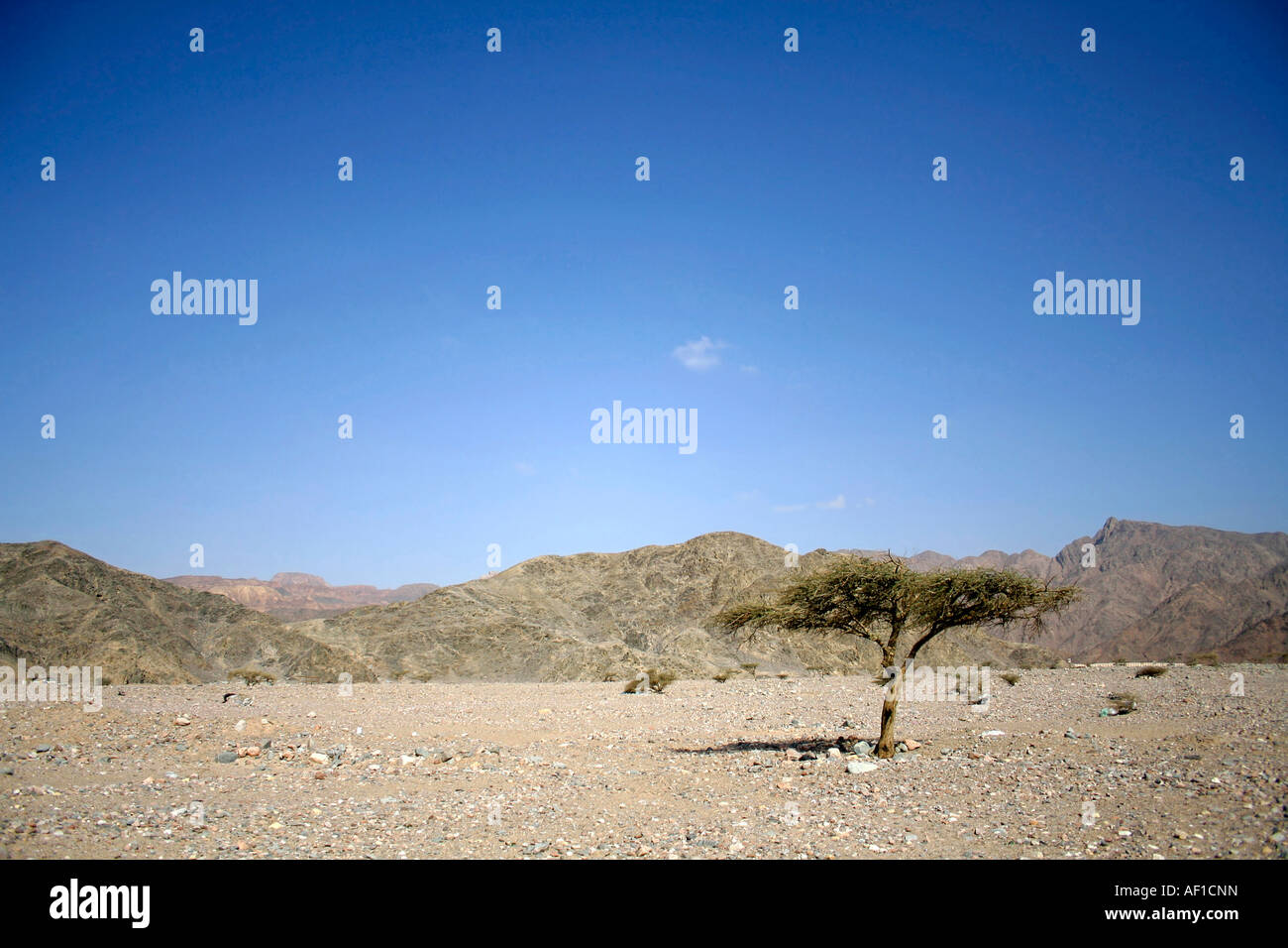 dry desert in red sea region sinai egypt Stock Photo - Alamy