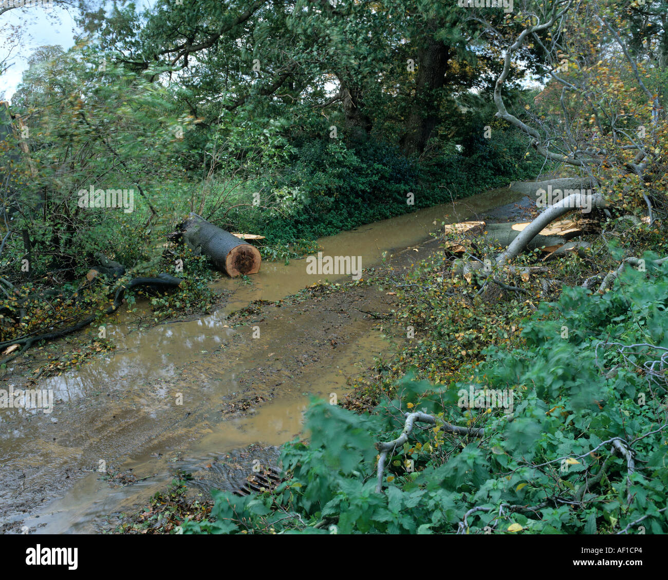 Trees across road hi-res stock photography and images - Alamy