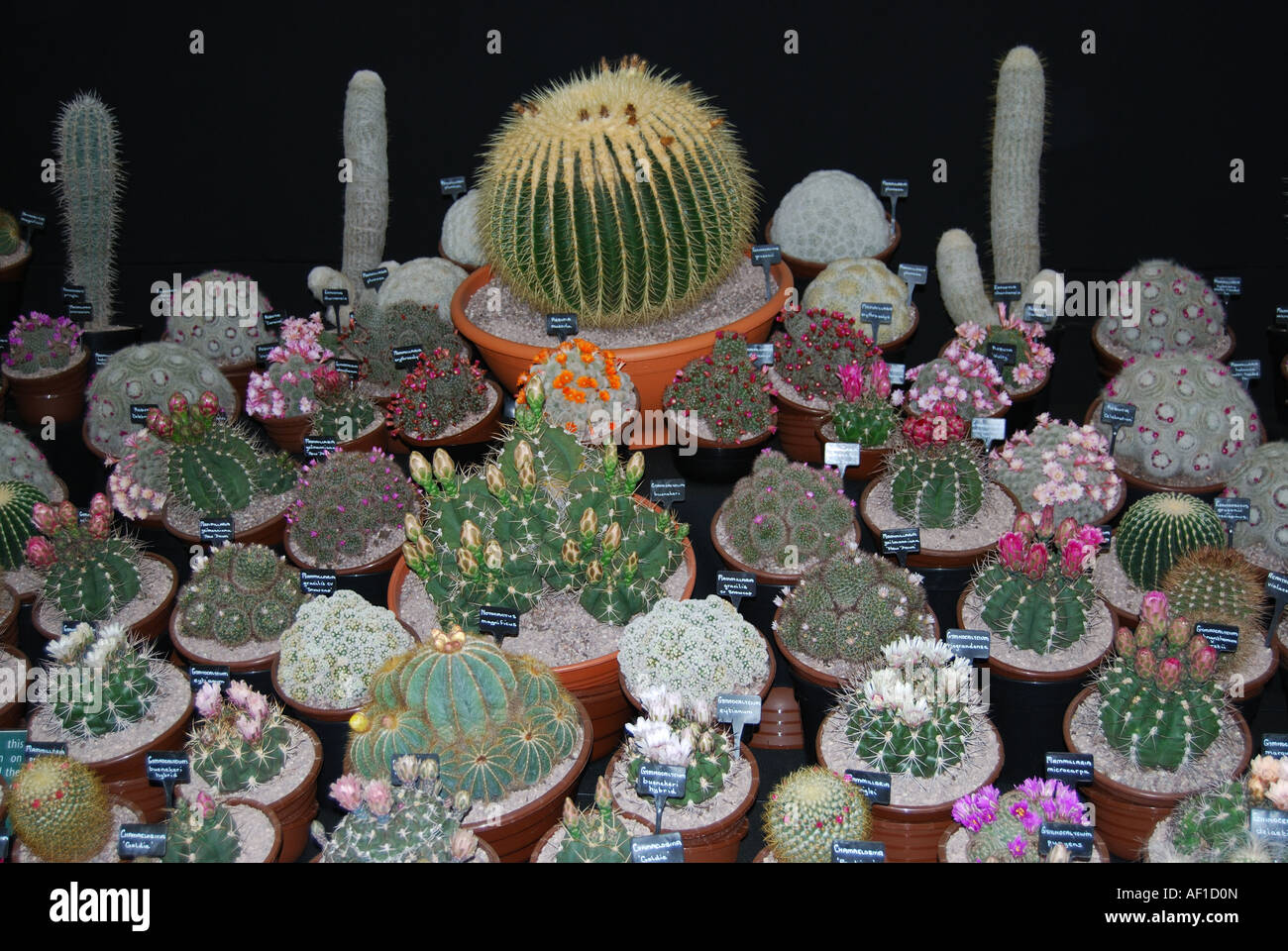 Show plants hi-res stock photography and images - Alamy