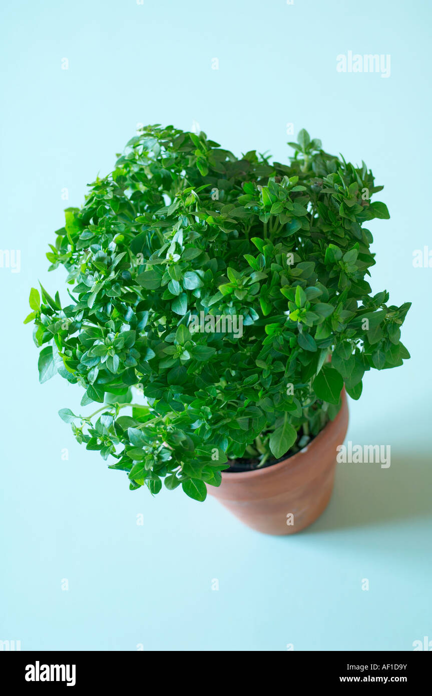 Greek basil hi-res stock photography and images - Alamy