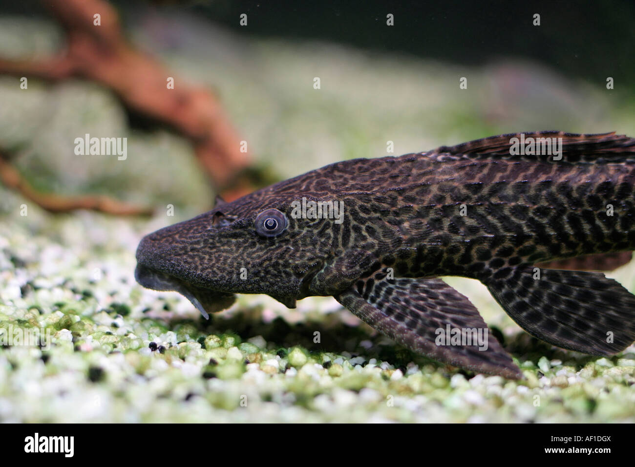patterned dark fish in aquarium Stock Photo - Alamy