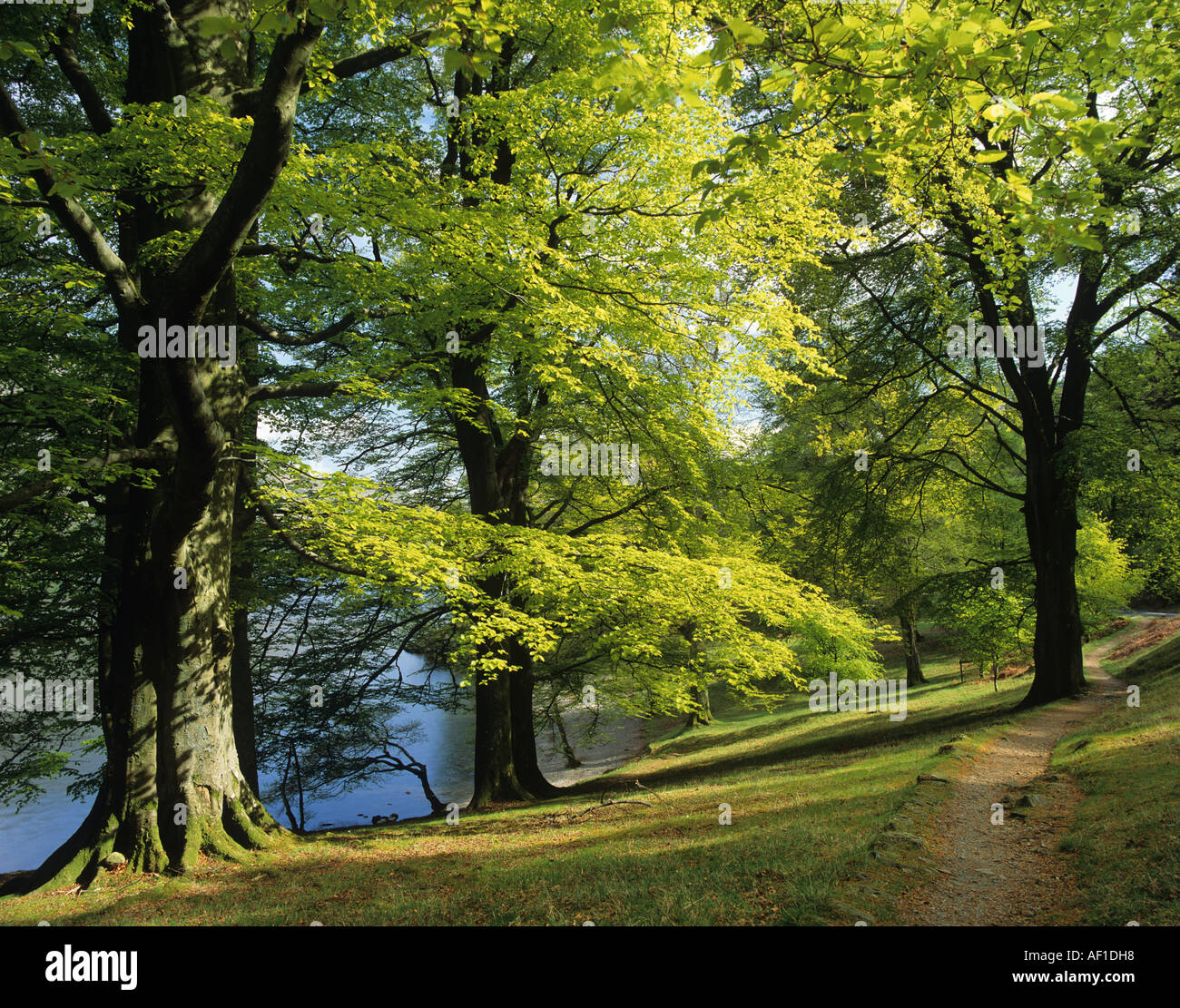 Spring Beeches by Ullswater, Cumbria, England, UK Stock Photo - Alamy