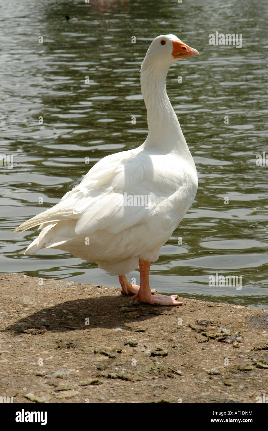 Althorp lake hi-res stock photography and images - Alamy