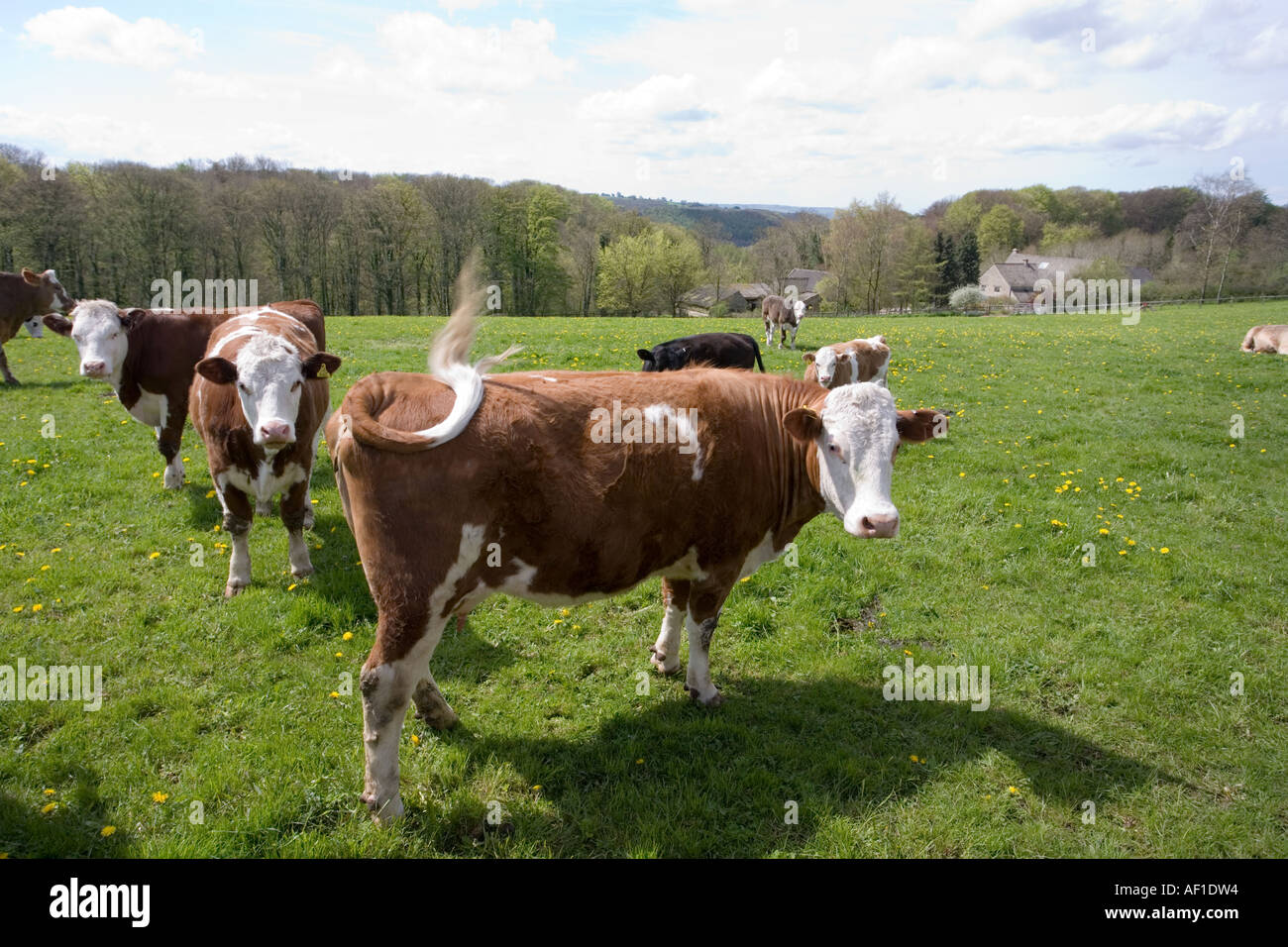 English beef cattle hi-res stock photography and images - Alamy