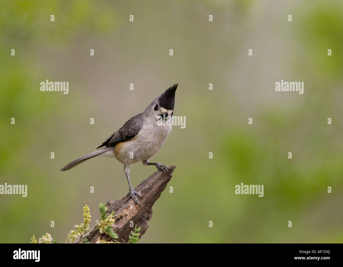Black crested Titmouse Stock Photo - Alamy