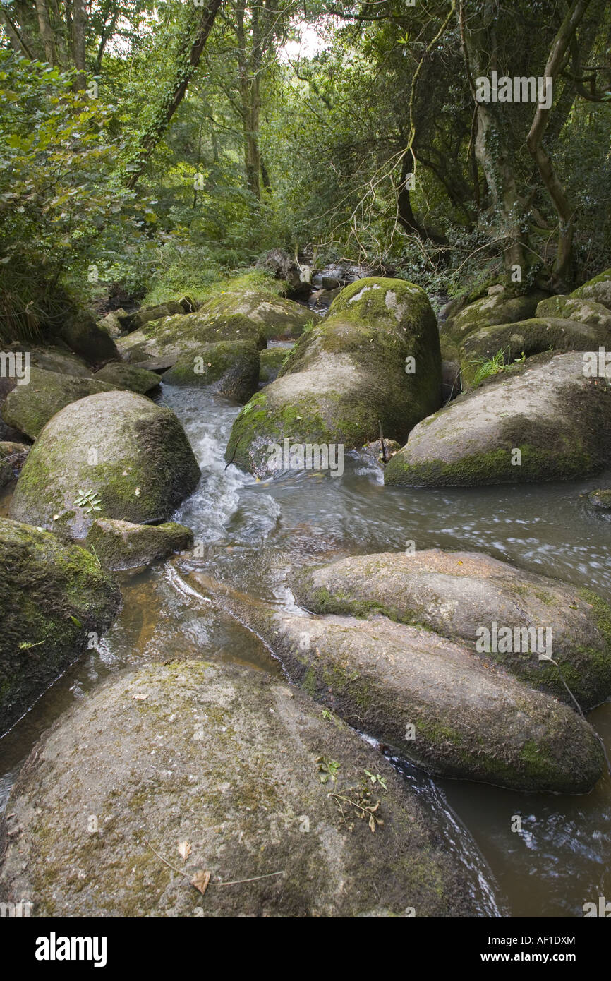 Stream in cornish woods hi-res stock photography and images - Alamy